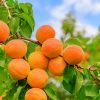 Fruit Trees | Aumann's Garden Supplies | Melbourne