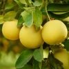 Fruit Trees | Aumann's Garden Supplies | Melbourne