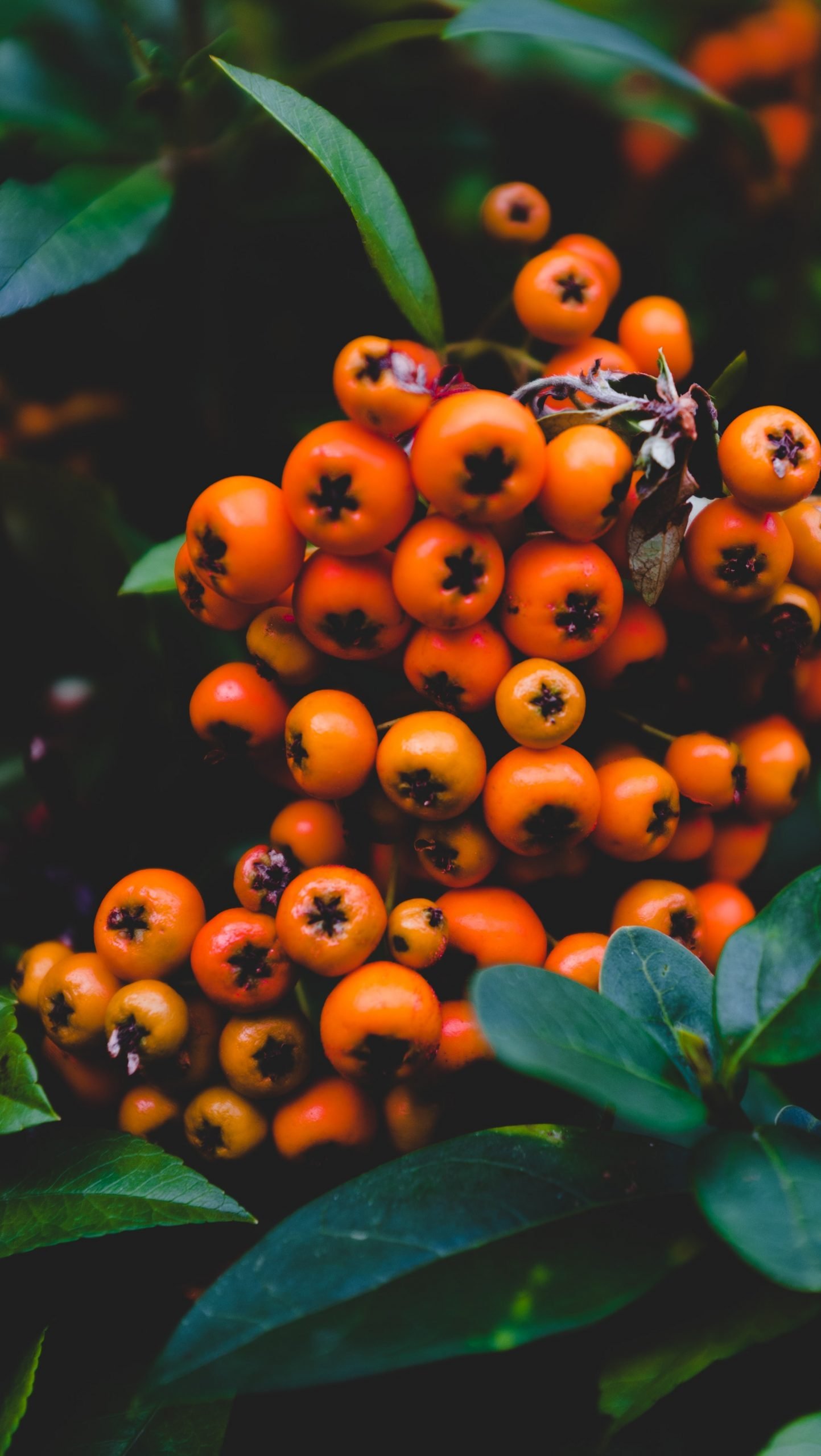 What Fruit Trees to Plant in Spring? | Aumann's Garden Supplies