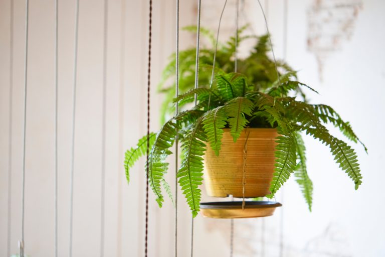 20 Indoor Plants Safe for Cats | Aumann's Garden Supplies