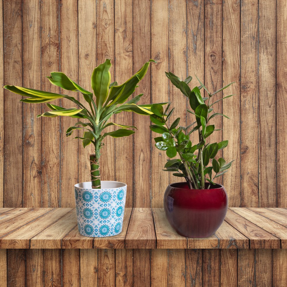 The Benefit of Indoor Plants | Aumann's Garden Supplies