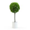 Ficus emerald standard - Aumanns Nursery & Garden Supplies