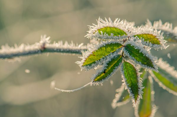 What are the Dangers of Frost & How Do I Protect My Garden? | Aumanns