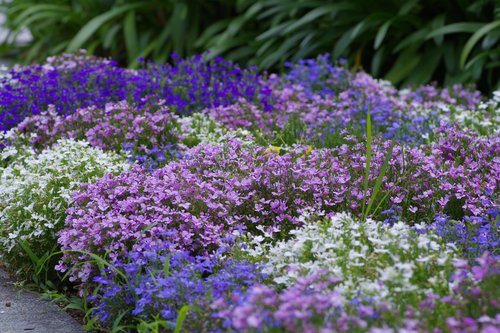 Gardening All Year Round: What to Plant in Winter | Aumann's