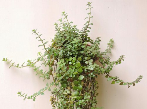 20 Best Indoor Hanging Plants | Aumanns Nursery & Garden Supplies