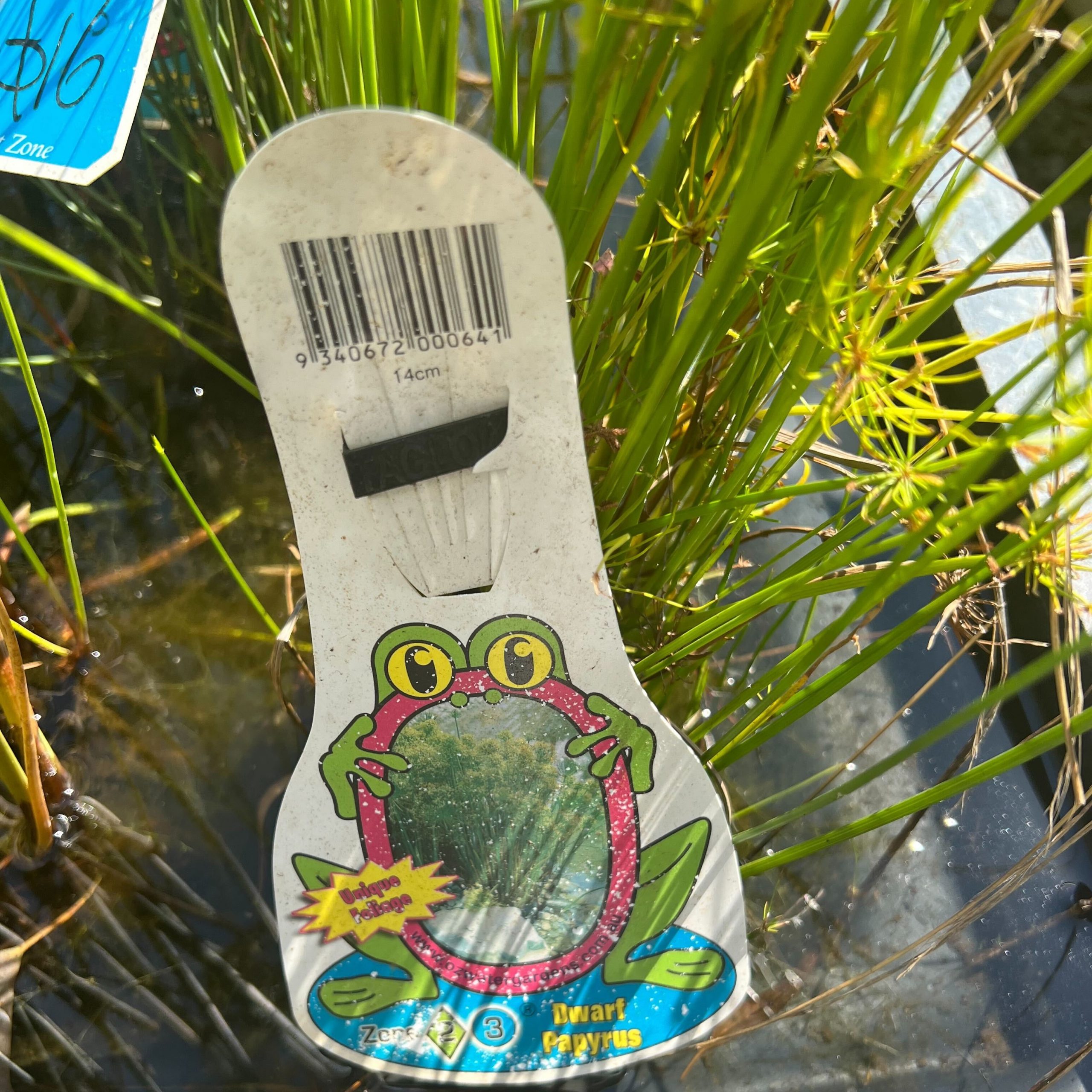 Dwarf Papyrus - Aumanns Nursery & Garden Supplies