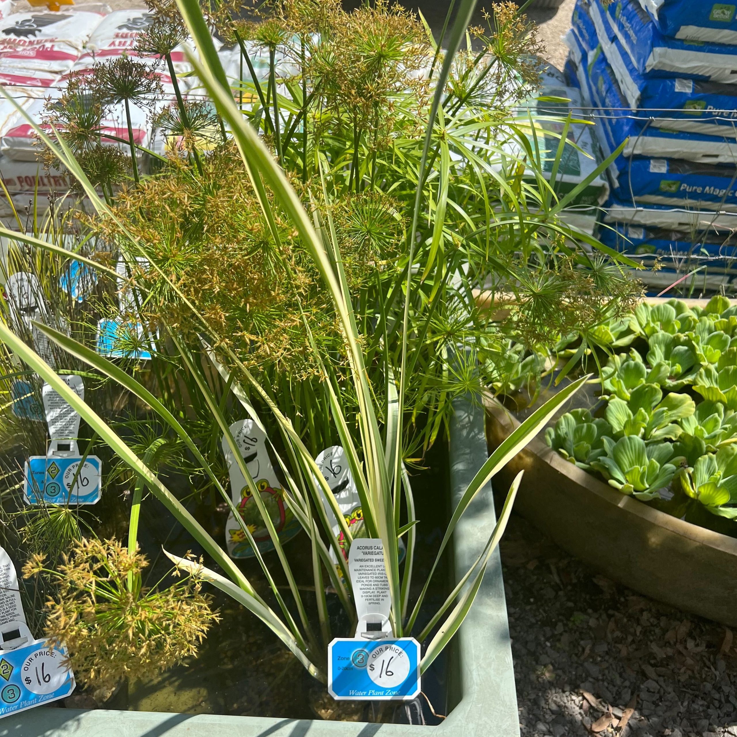 Variegated Sweet Flag - Aumanns Nursery & Garden Supplies