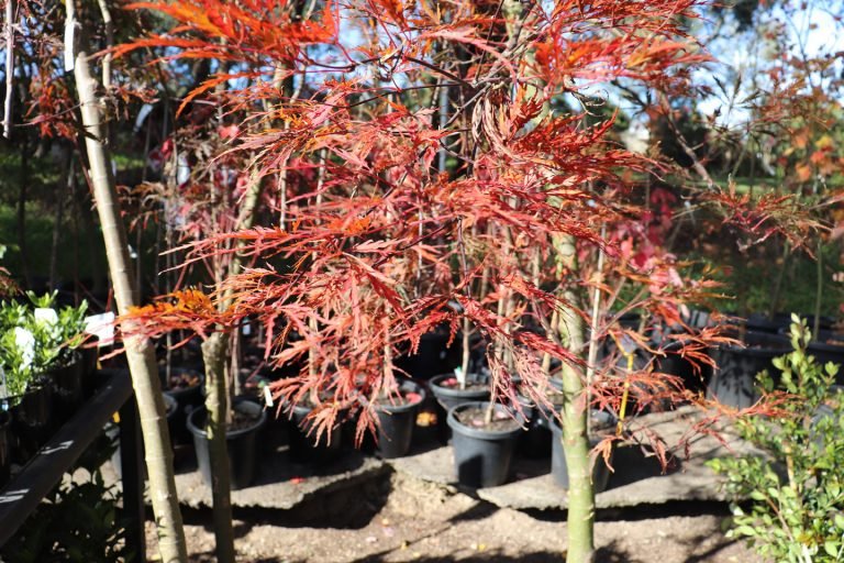 7 Tips to Grow a Healthy Maple Tree | Aumanns Nursery Supplies