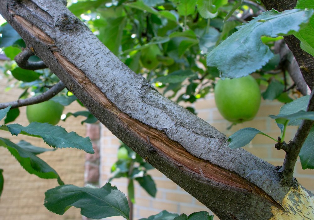 7 Tips to Grow a Healthy Maple Tree | Aumanns Nursery Supplies