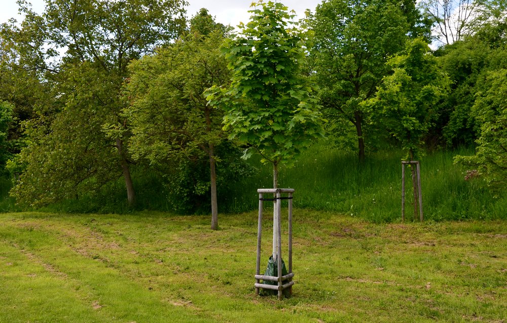 7 Tips to Grow a Healthy Maple Tree | Aumanns Nursery Supplies