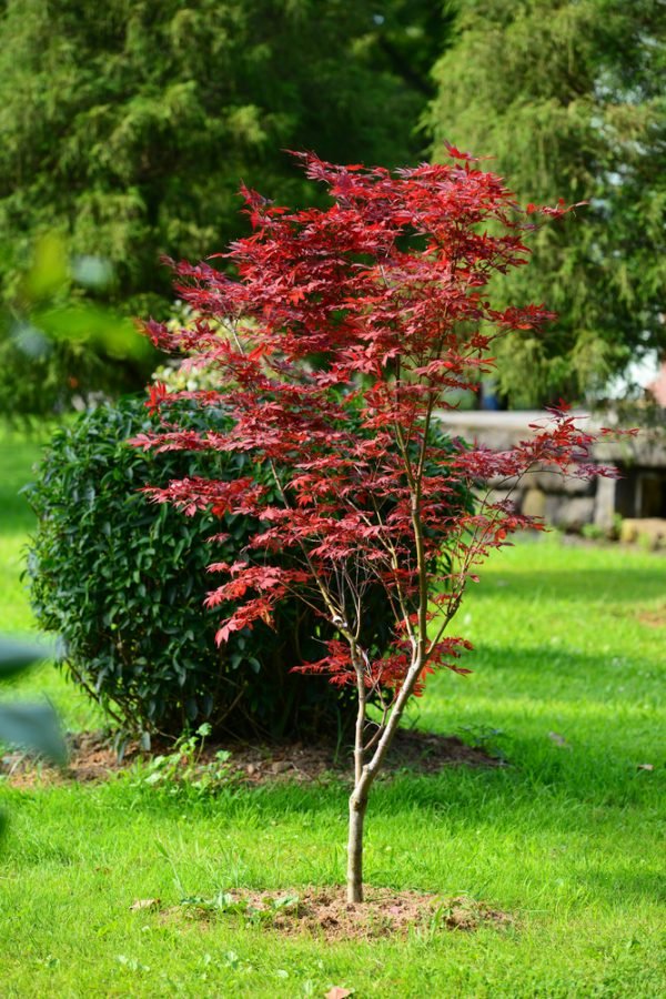 7 Tips to Grow a Healthy Maple Tree | Aumanns Nursery Supplies