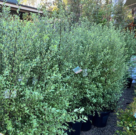 Aumanns Nursery | Aumanns Garden Supplies Melbourne