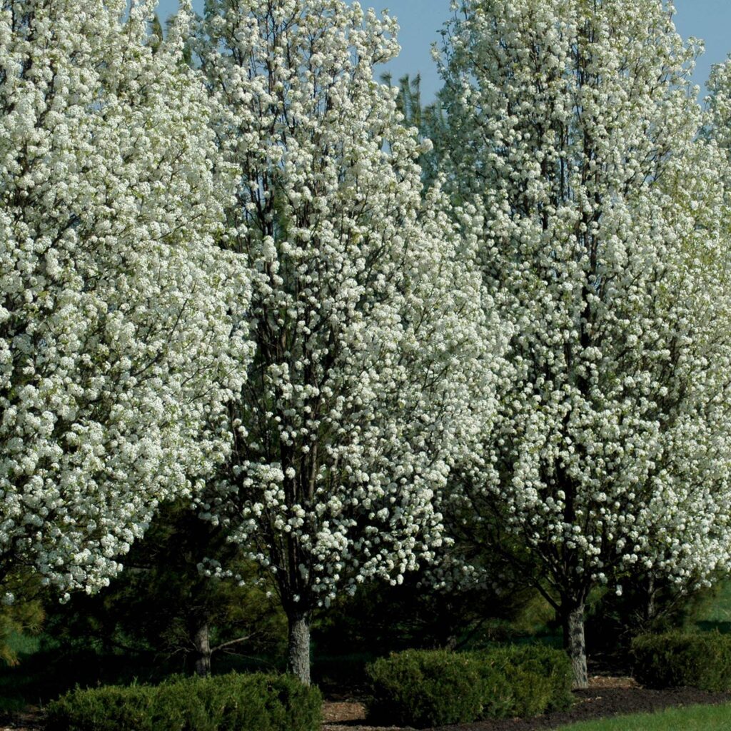 Capital Pear - Aumanns Nursery & Garden Supplies