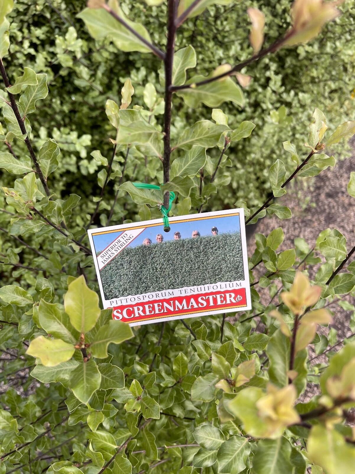 Screenmasters: The Evergreen Plant Perfect For Your Garden - Aumanns ...