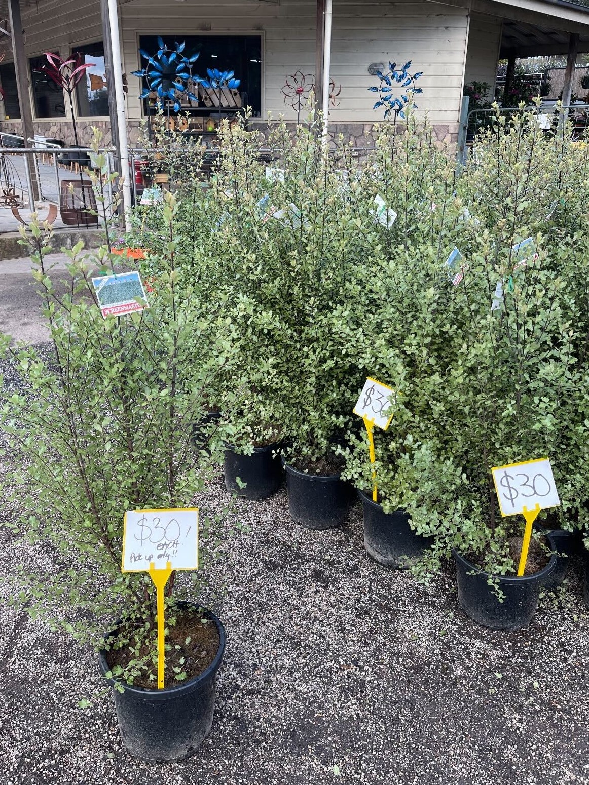 Screenmasters: The Evergreen Plant Perfect For Your Garden - Aumanns ...