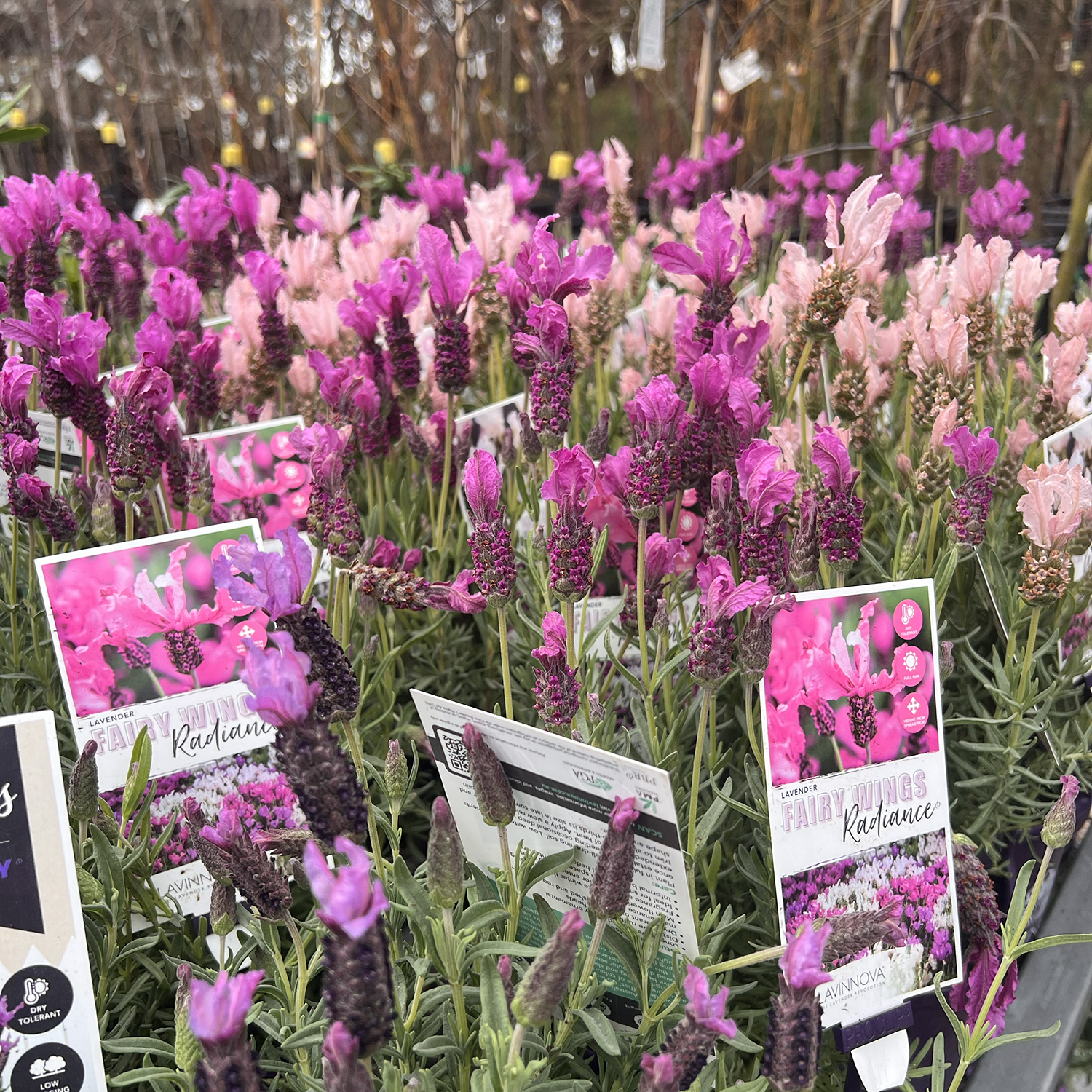 Spring At Aumann's 2023 - Aumanns Nursery & Garden Supplies