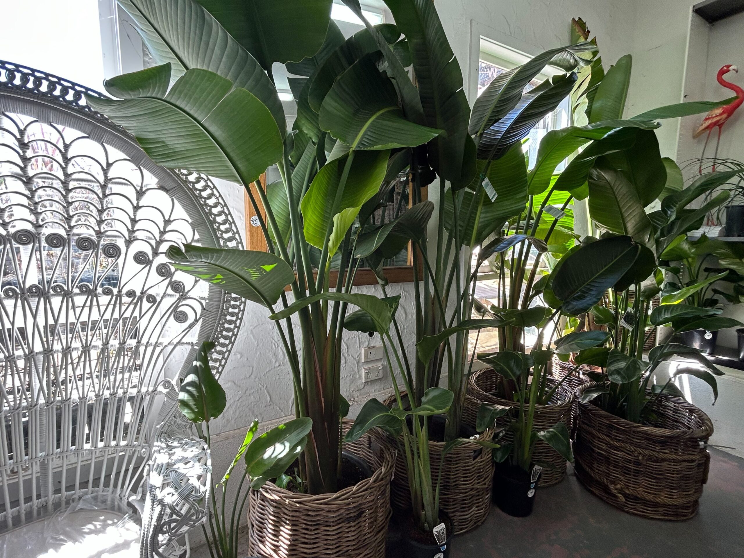 Aumanns Nursery | Aumanns Garden Supplies Melbourne