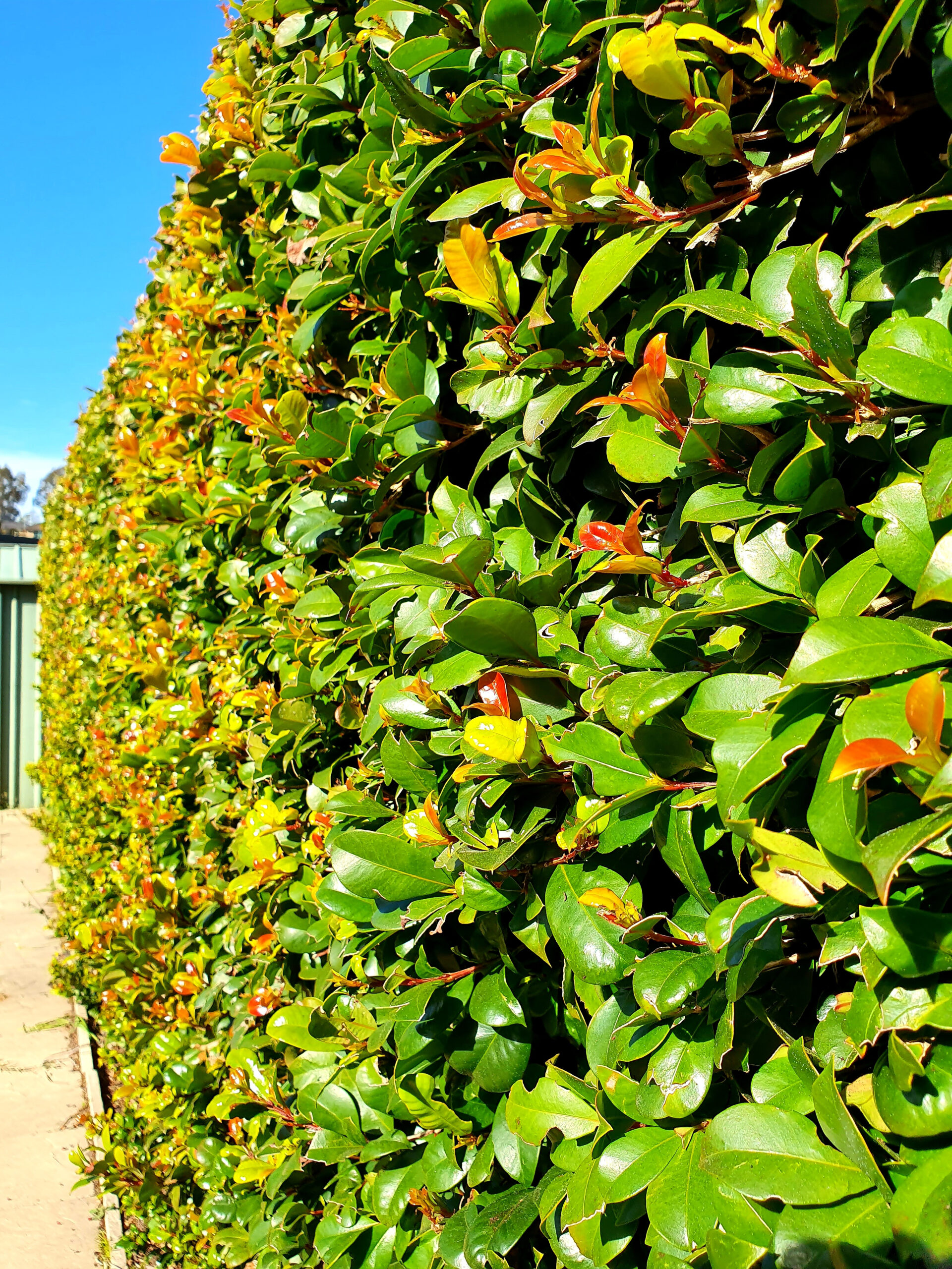 Backyard Bliss: Outdoor Living Inspiration You’ll Love - Aumanns ...