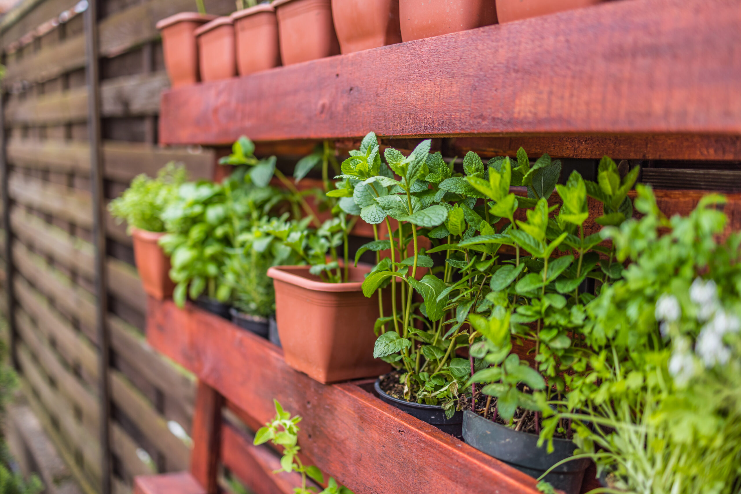 Indoor Herb Garden Tips: A Simple Guide for Fresh Flavour at Home ...